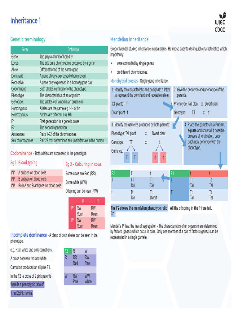 Inheritance 1 2 3 | PDF | Dominance (Genetics) | Genotype
