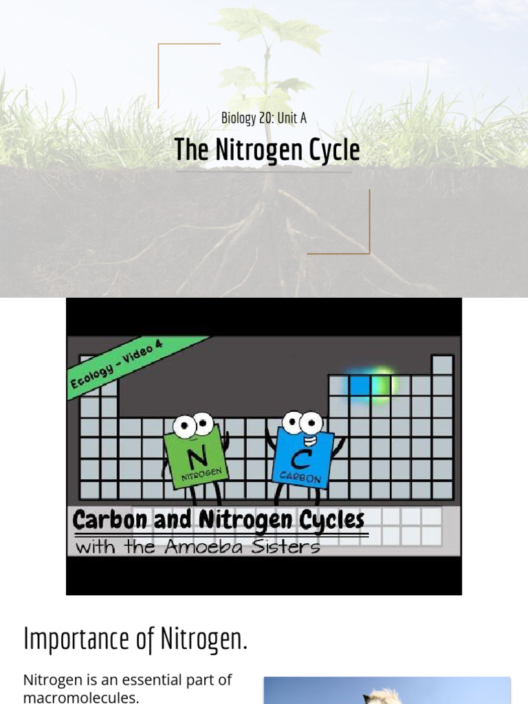 7 - The Nitrogen Cycle. | PDF | Nitrate | Nitrogen