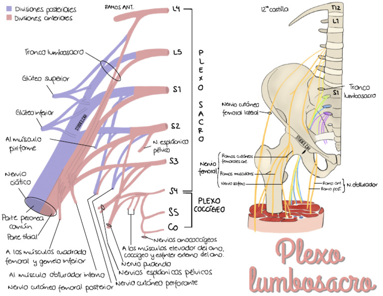 Plexo Lumbosacro | PDF | Tejido suave | Sistema nervioso