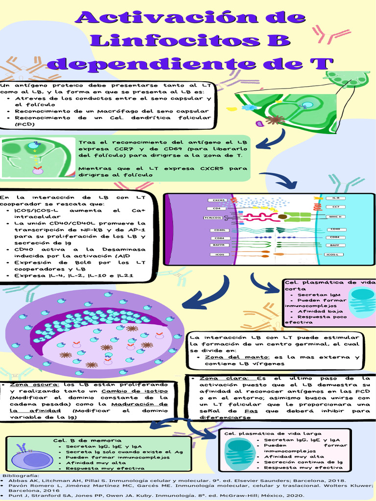 Activación de Linfocitos B Dependiente de T | PDF | Célula B | Bioquímica