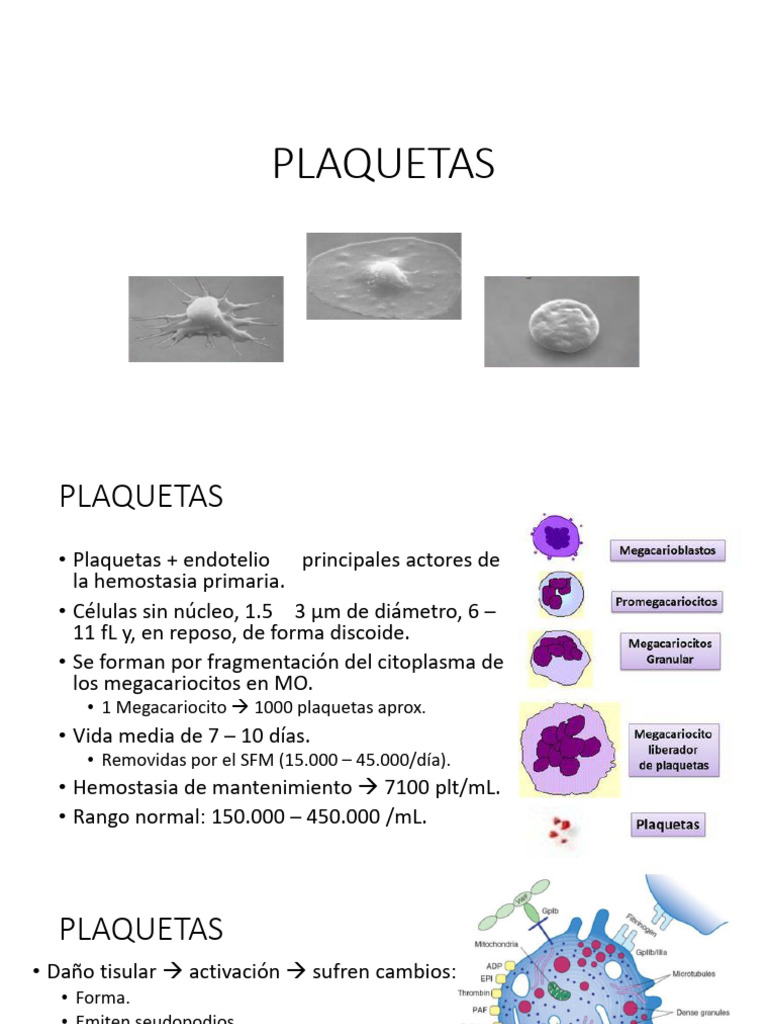 PLAQUETAS | PDF | Plaqueta | Hemostasia