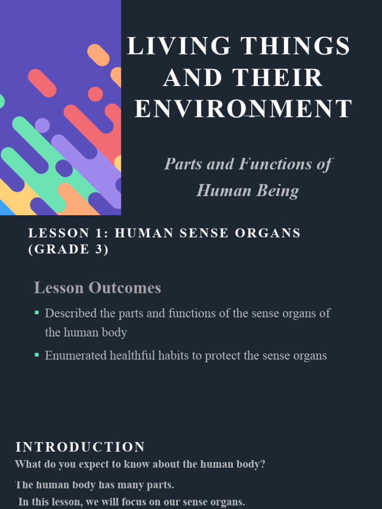 Grade 3: Understanding Sense Organs | PDF | Eye | Senses