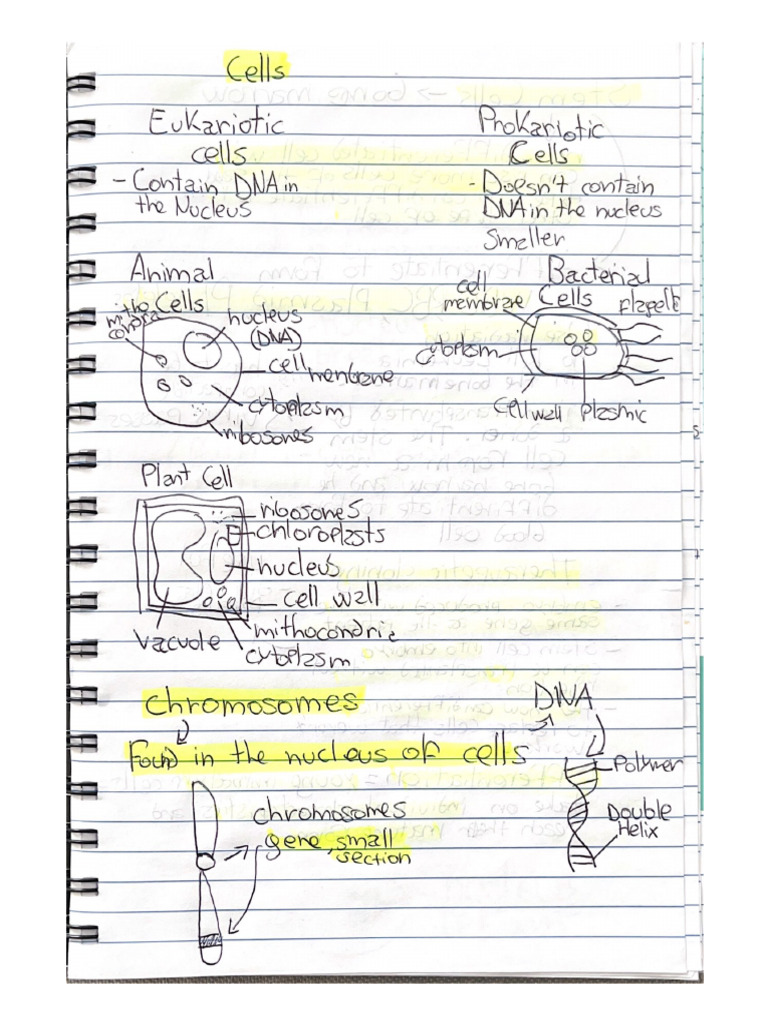 Smeller | PDF