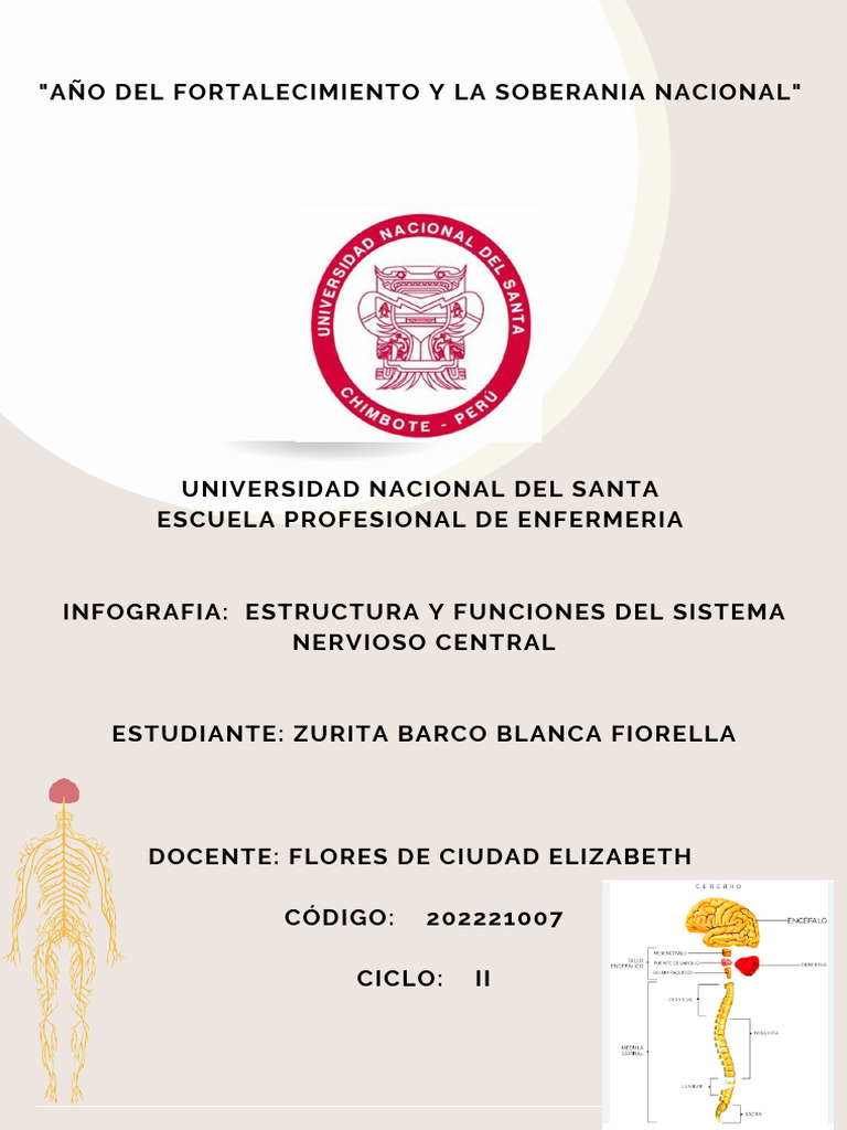 Estructura y Funciones del SNC | PDF | Cerebro | Sistema nervioso