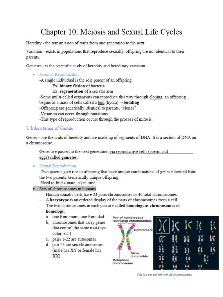 CH.10 Meiosis and Sexual Life Cycles | Download Free PDF | Meiosis | Ploidy