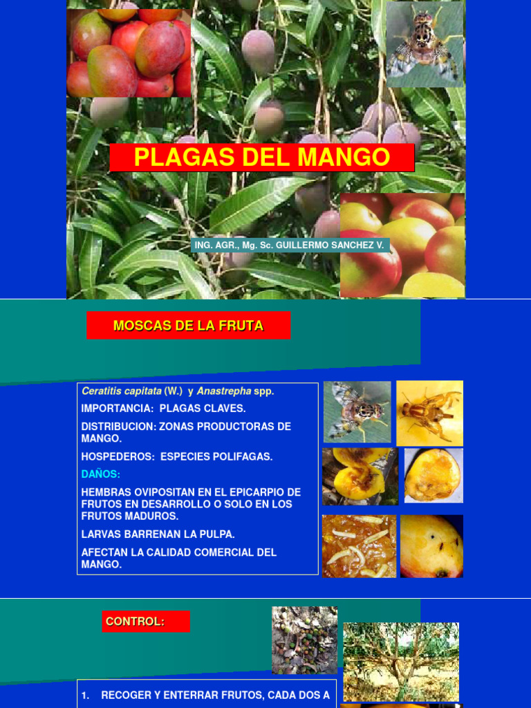 6plagas Del Mango | PDF | Mango | Plaga (organismo)