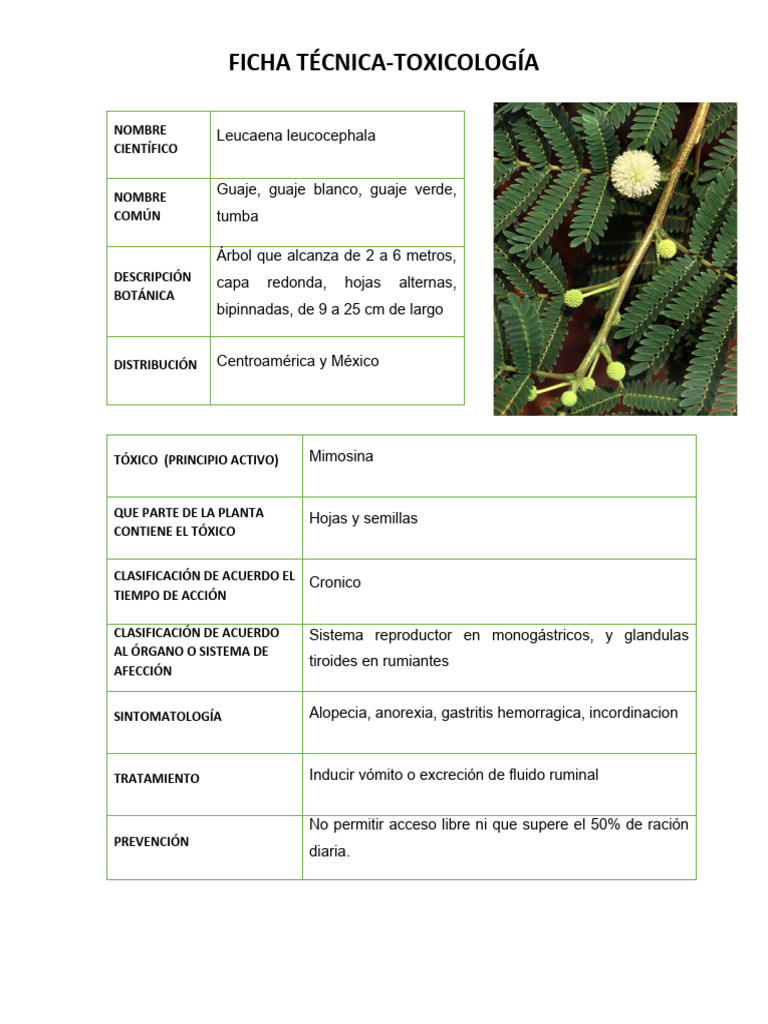 Leucaena Leucocephala | PDF