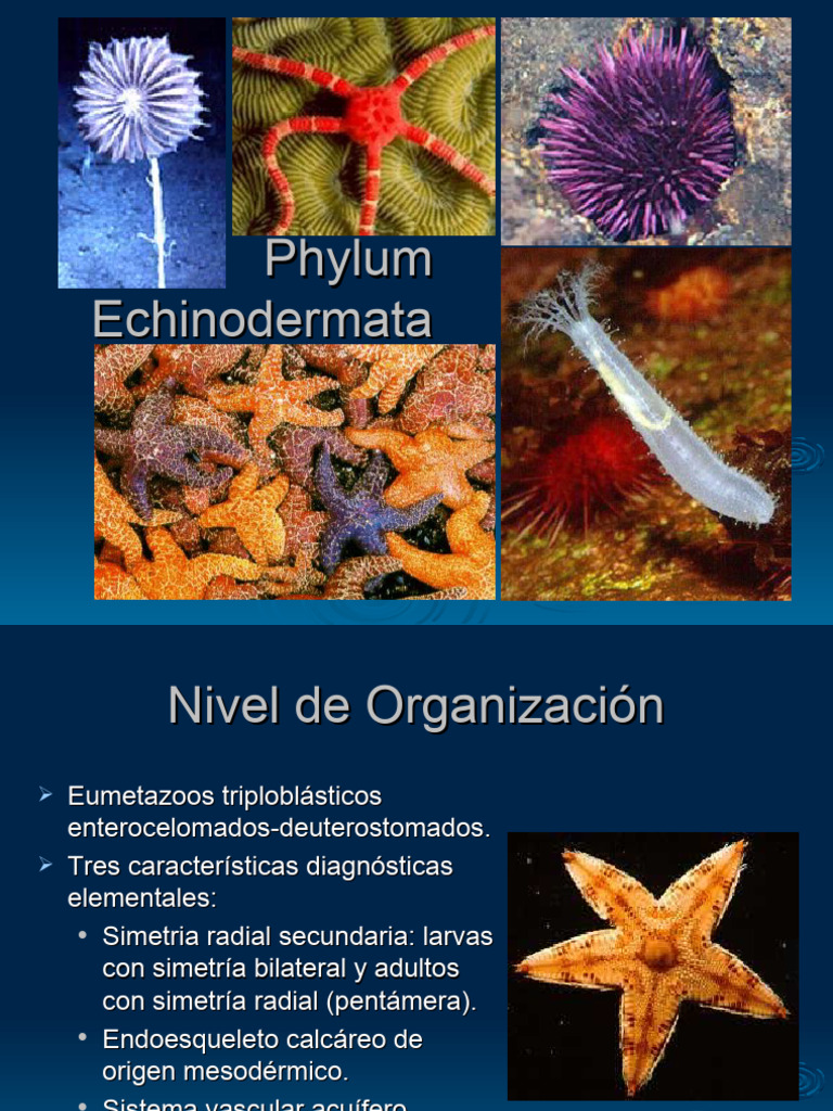 Características del Phylum Echinodermata | PDF | Zoología