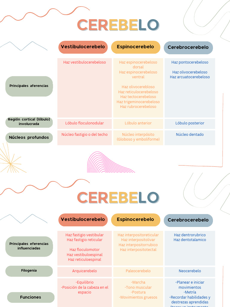 Cerebelo | PDF | Cerebelo | Ciencia cognitiva