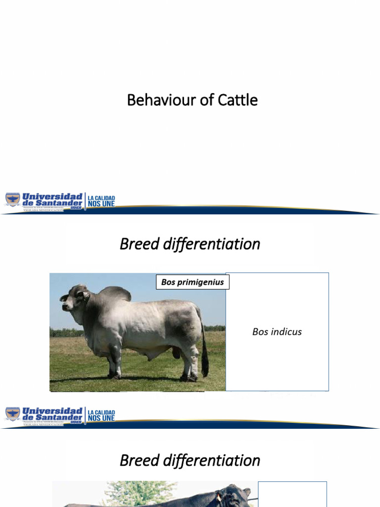 Understanding Cow Social Behavior | PDF | Cattle | Livestock