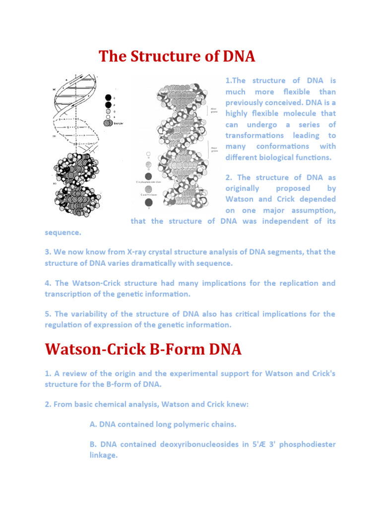 The Structure of DNA | PDF | Dna | Nucleic Acid Double Helix