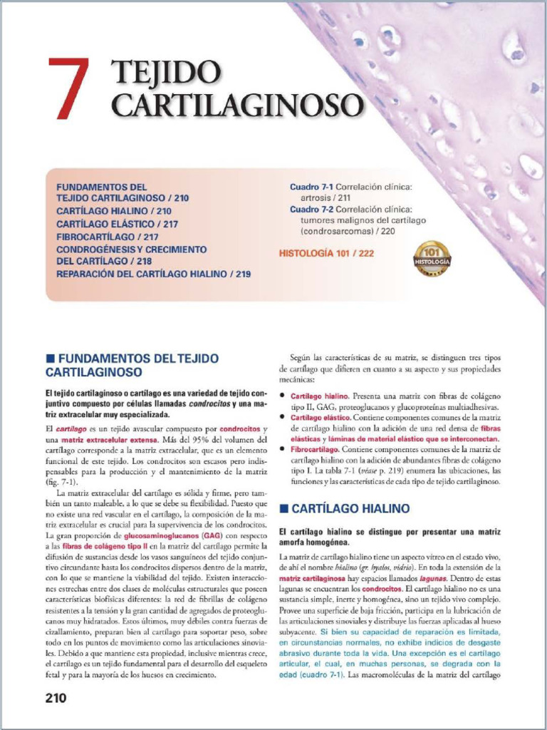 Cap. 7 | PDF | Cartílago | Articulación