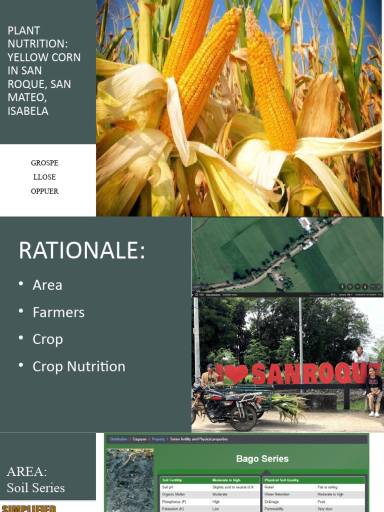 Research Analysis Corn Commodity | PDF | Fertilizer | Maize