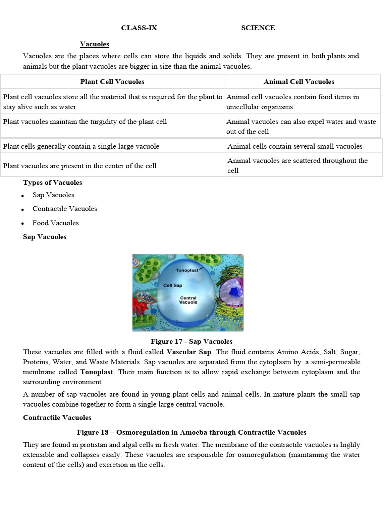 Science Basics for Class IX Students | PDF | Vacuole | Cell (Biology)
