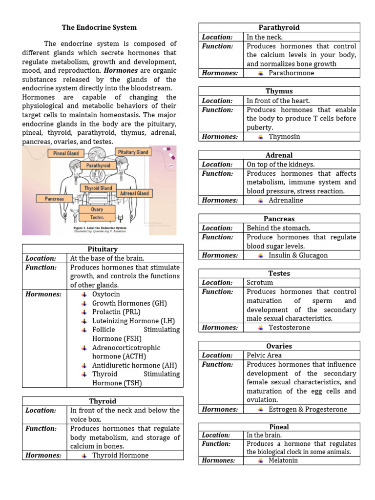 The-Endocrine-System | PDF | Endocrine System | Hormone