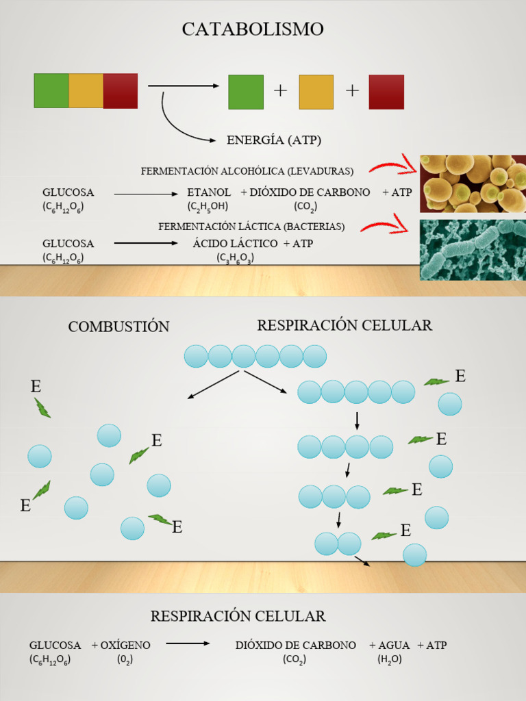 Respiracion Celular | PDF | Respiración celular | Trifosfato de adenosina