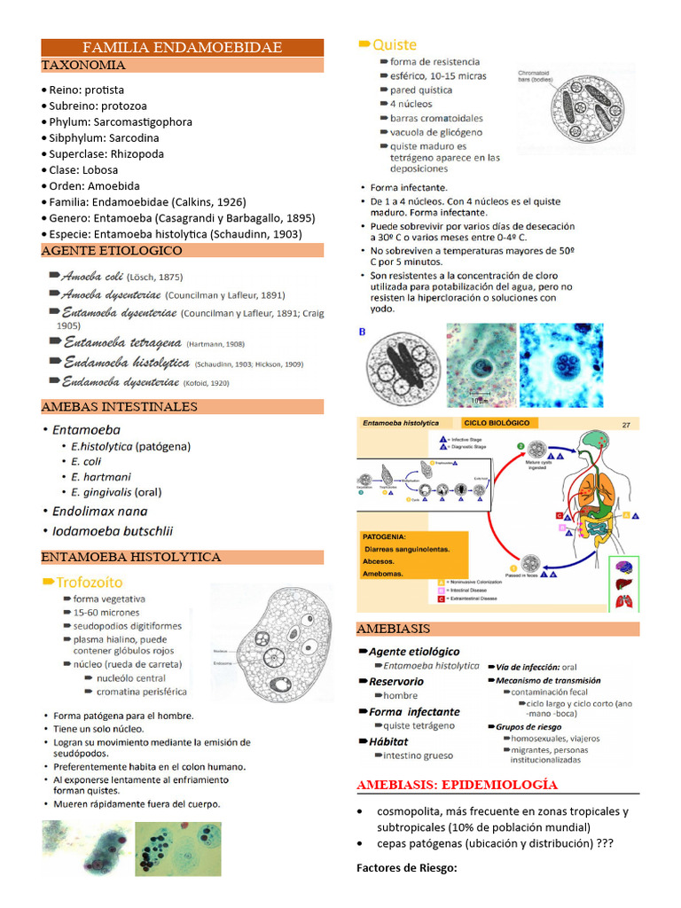 AMEBAS INTESTINALES ENTAMOEBA HISTOLYTICA | PDF | Medicina ...