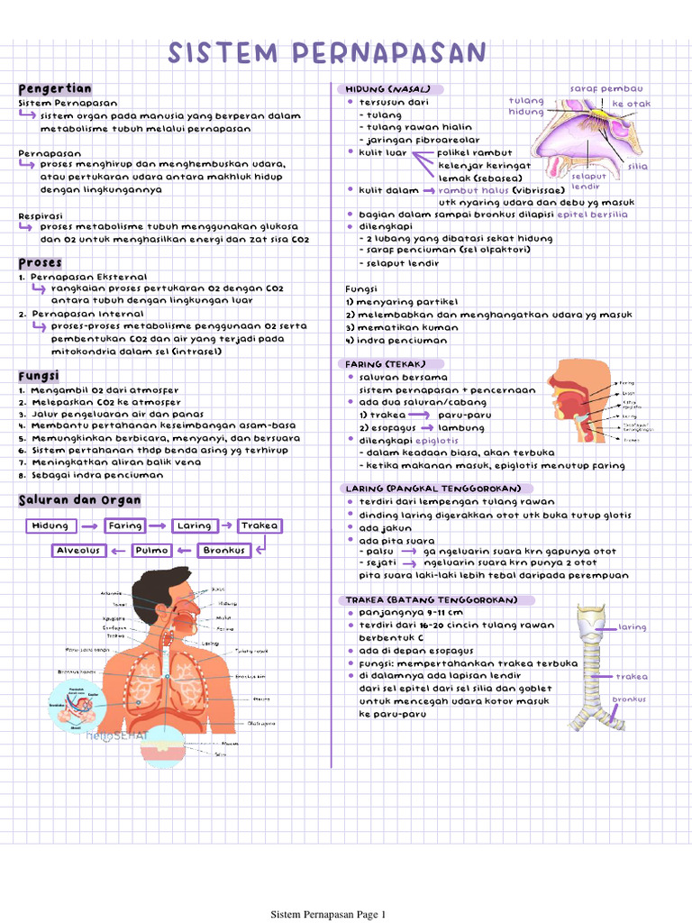 Sistem Pernapasan ADUH ADUH ADUH | PDF | Sains & Matematika