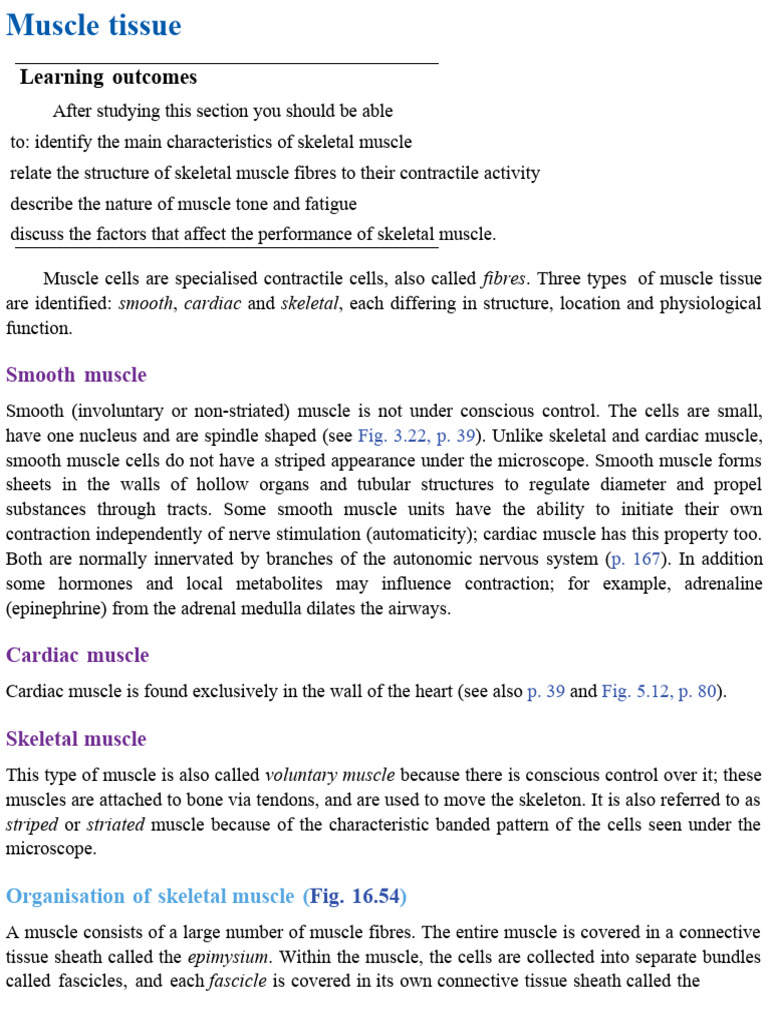 Muscle Tissue | PDF | Elbow | Abdomen