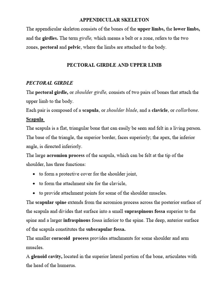 Appendicular | PDF | Anatomical Terms Of Motion | Pelvis