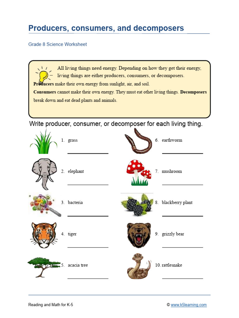 Grade 3 Food Chains A | PDF