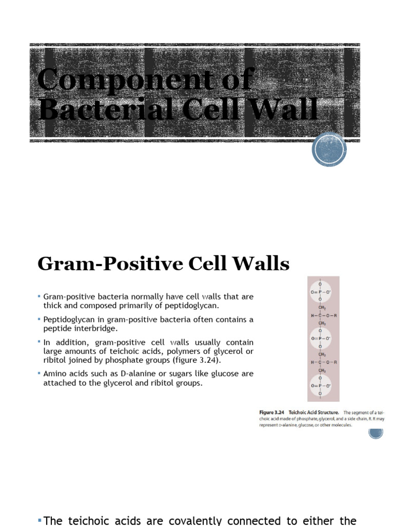 Component of Bacterial Cell Wall | PDF | Lipopolysaccharide | Gram Positive Bacteria