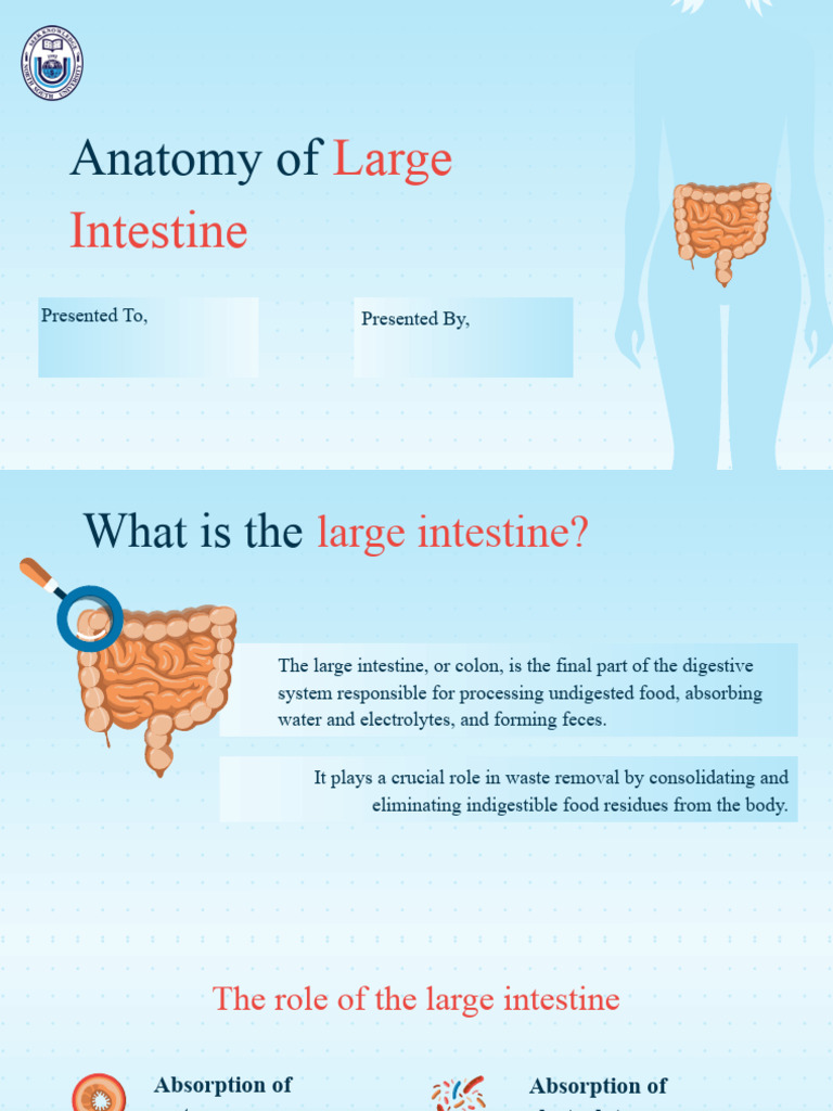 Anatomy of Large Intestine | PDF | Large Intestine | Gastrointestinal Tract