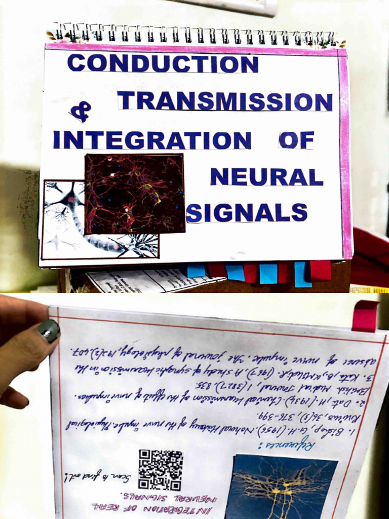Neuroanatomy Assignment | PDF | Neuron | Dendrite