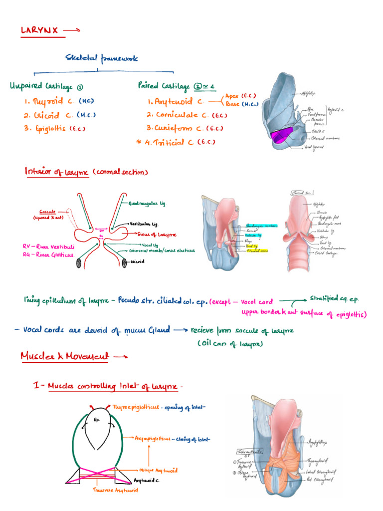 Larynx | PDF | Larynx | Morphology (Biology)