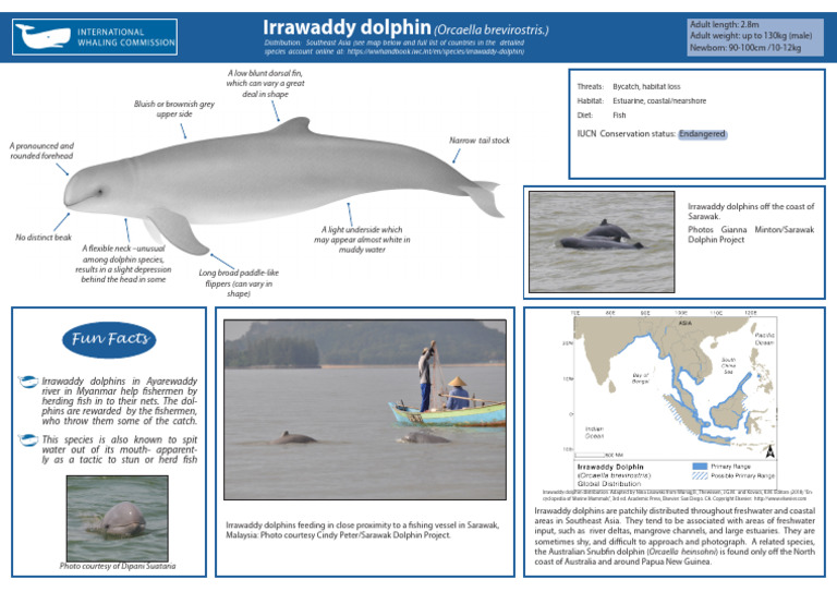 Irrawaddy Dolphin A4 Factsheet | PDF | Toothed Whales | Cetaceans