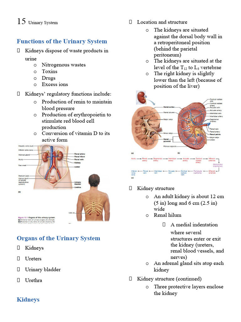 15 Urinary System | PDF | Kidney | Genitourinary System