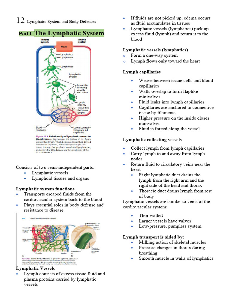 12 Lymphatic System | PDF | Lymphatic System | Lymph
