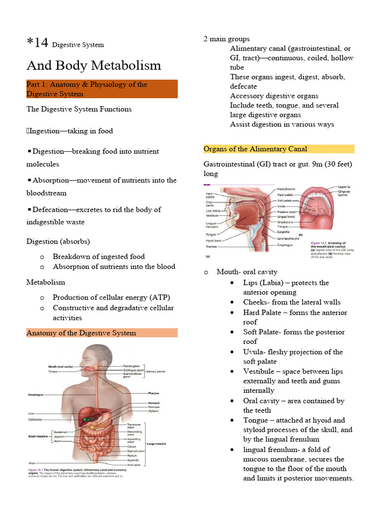 14 Digestive System | PDF | Stomach | Digestion