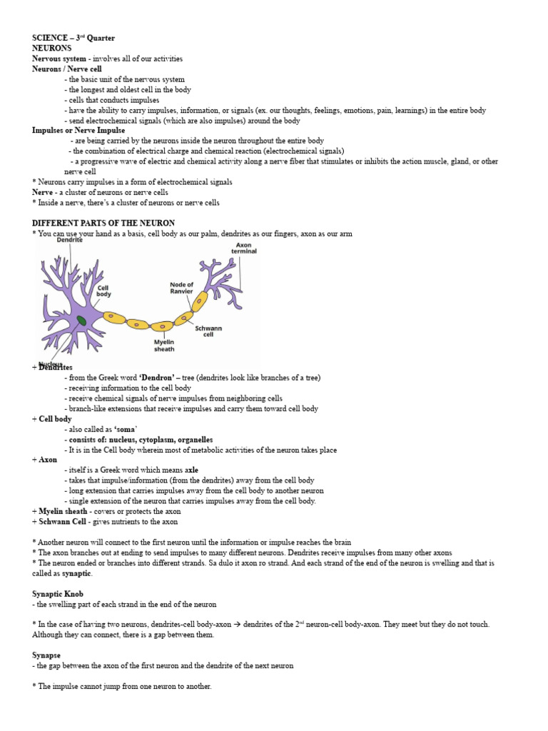 SCIENCE Neurons 3rd QTR | PDF | Neuron | Axon