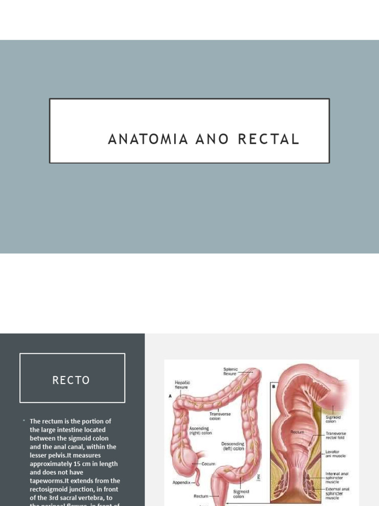 ANATOMIA ANO RECTAL - MARZO 2023 - Ori | PDF | Rectum | Gastroenterology