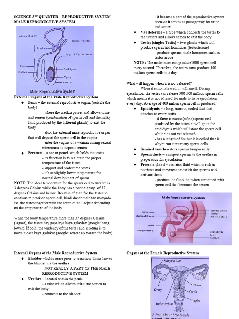 Male and Female Reproductive Systems Overview | PDF | Uterus ...