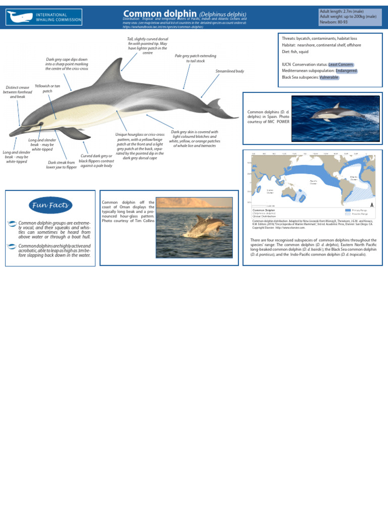 Common Dolphin A4 Fact Sheet | PDF | Dolphin | Cetaceans