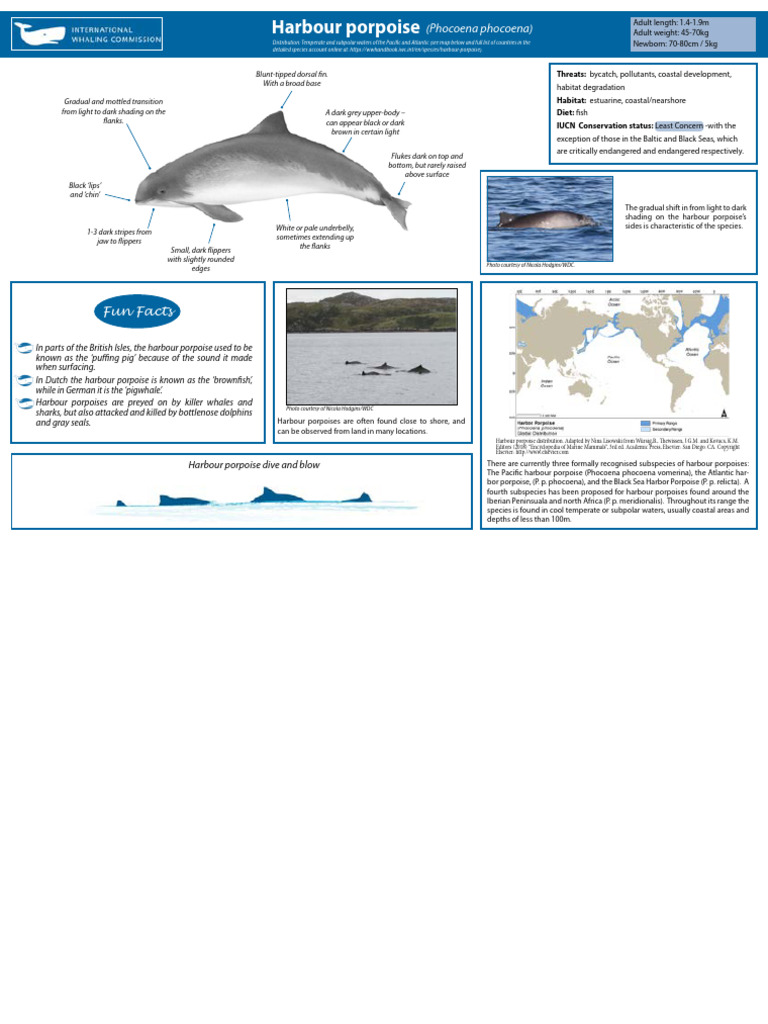 Harbour-porpoise-PDF-fact-sheet | PDF | Marine Mammals | Toothed Whales