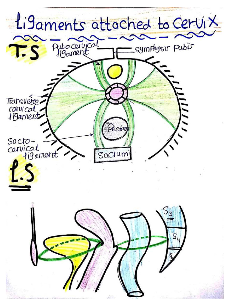 Anatomy Hand Written BNYS | PDF