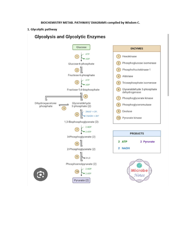 Biochemistry Pathways | PDF