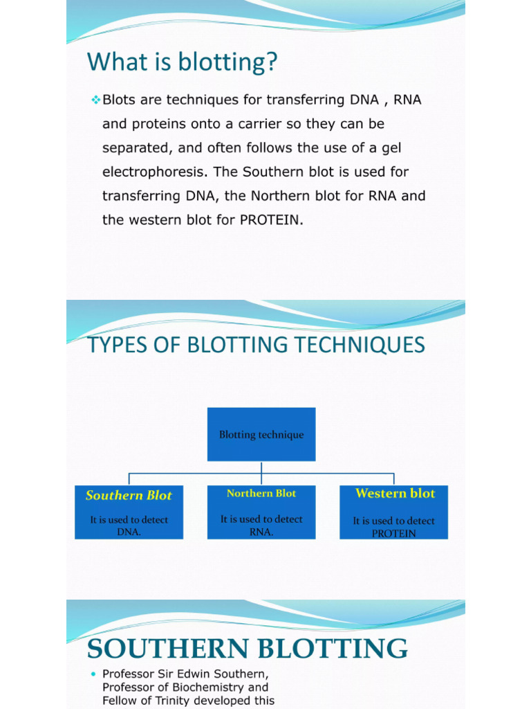 2 Blotting | PDF