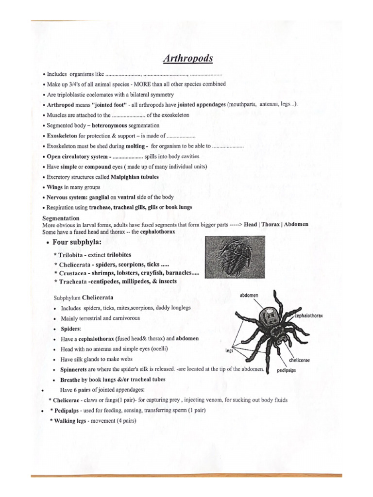 Arthropods, Insects | PDF