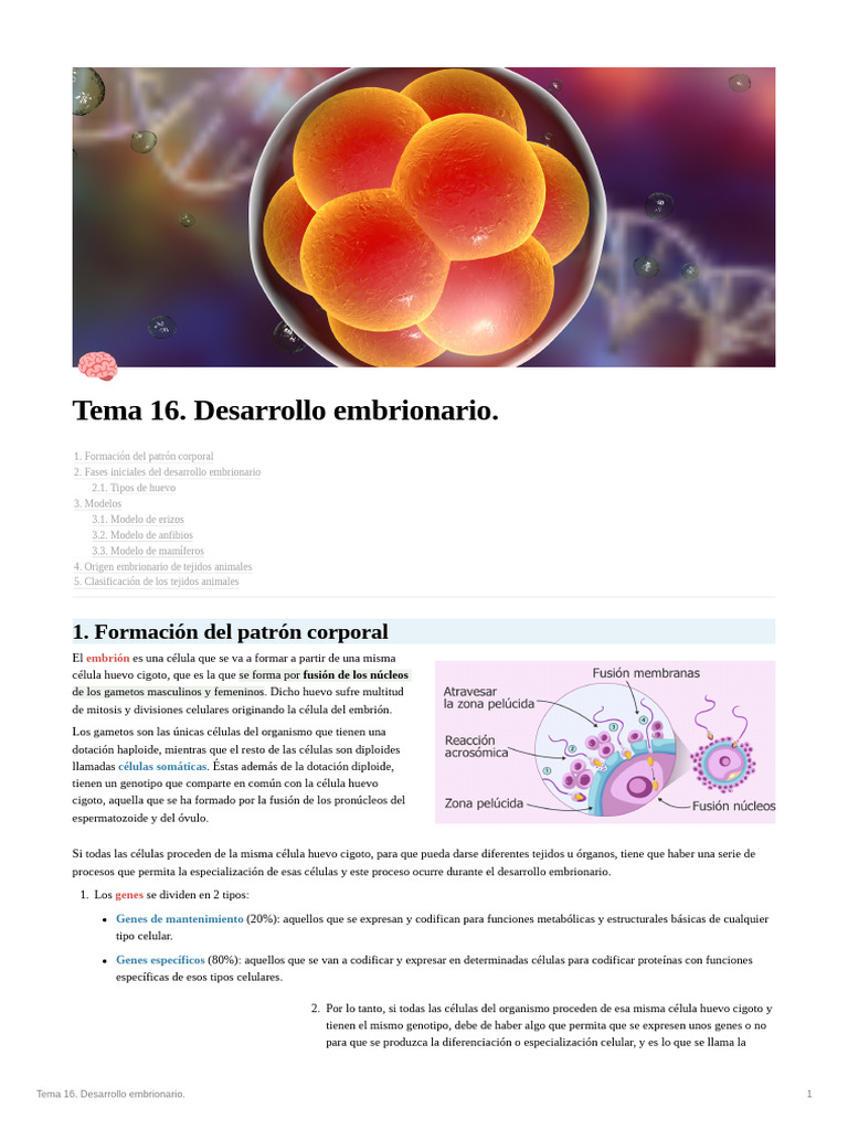 Tema 16. Desarrollo Embrionario. | Descargar gratis PDF | Embrión ...