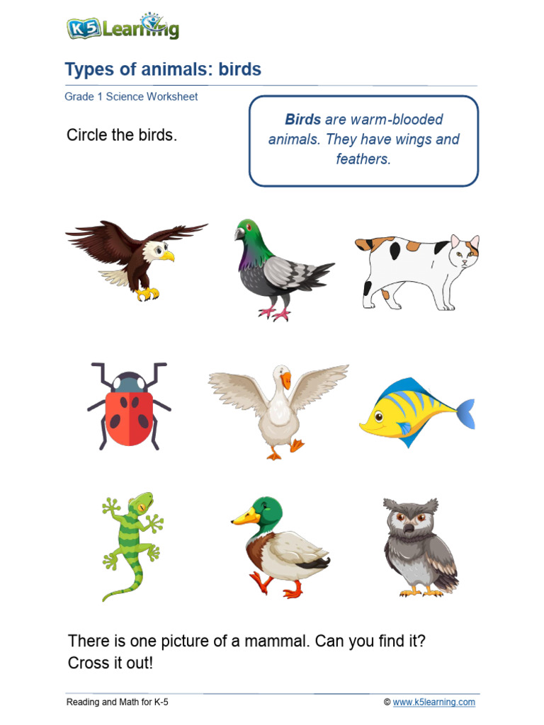 Types of Animals - Birds Worksheet | PDF