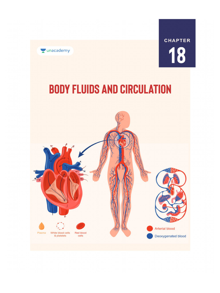 Body Fluids and Circulation?? | PDF