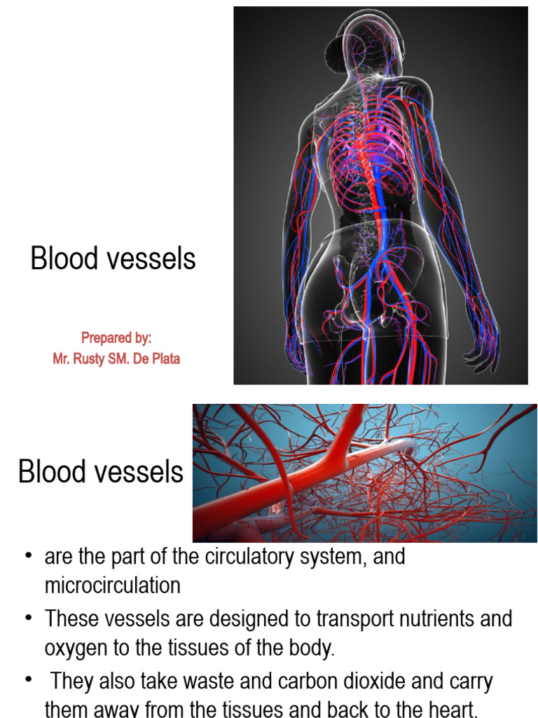 Anatomy of Blood Vessels Explained | PDF