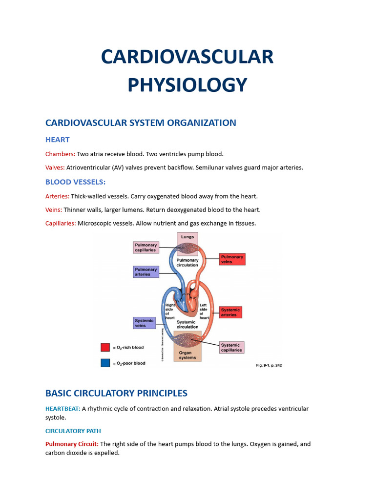 Cardiovascular Physiology Raw File | PDF | Coronary Circulation ...