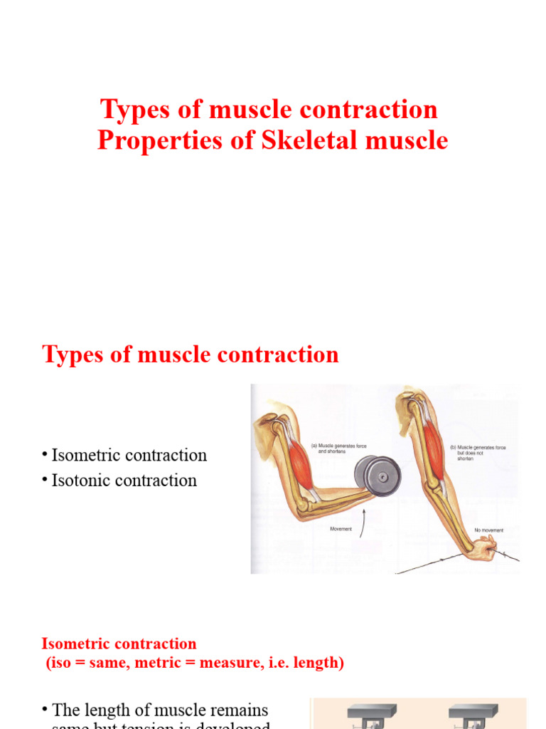 Types of Muscle Contraction Explained | PDF | Muscle Contraction ...