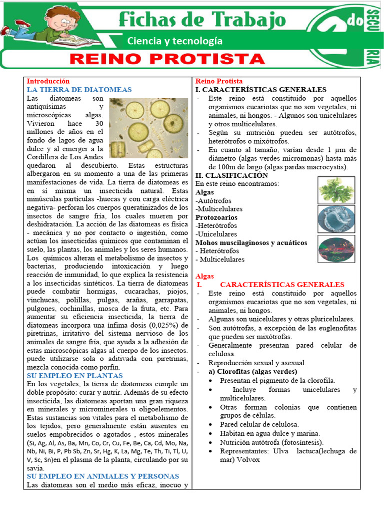 Ficha Reino Protista | PDF | Algas | Plantas