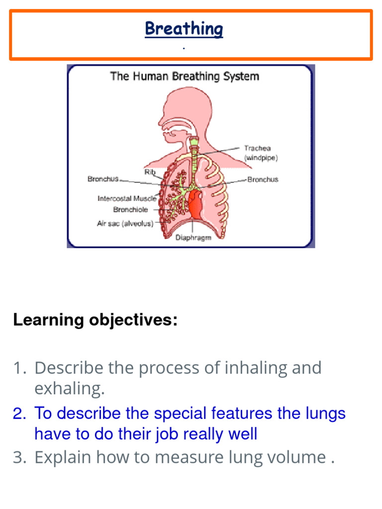 Breathing | PDF | Lung | Breathing